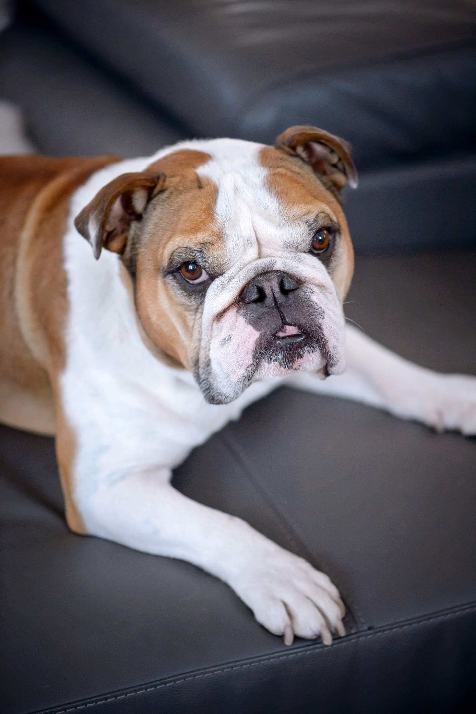 H extended family & dog photos · elizabeth&jane photography