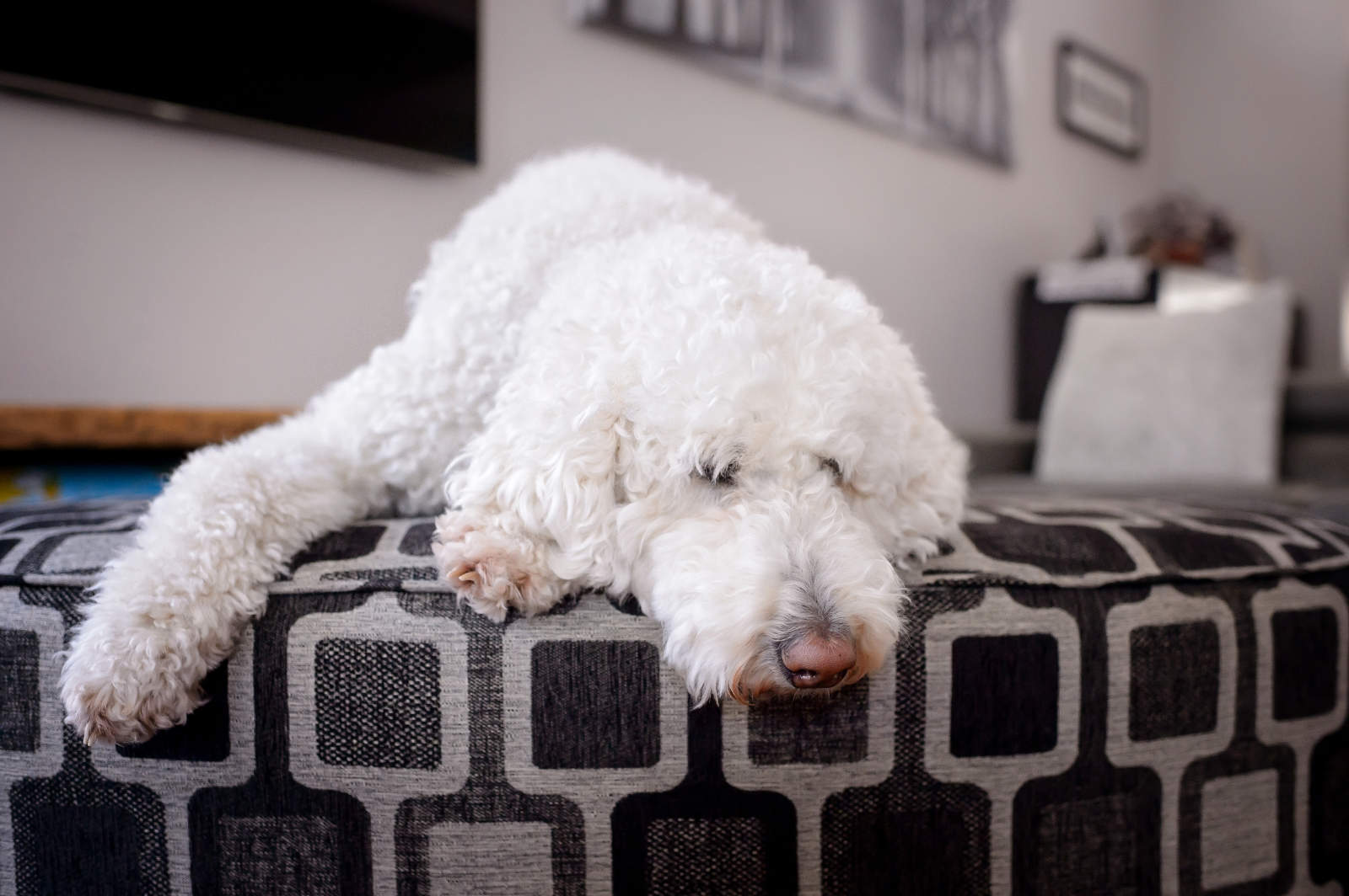 H extended family & dog photos · elizabeth&jane photography