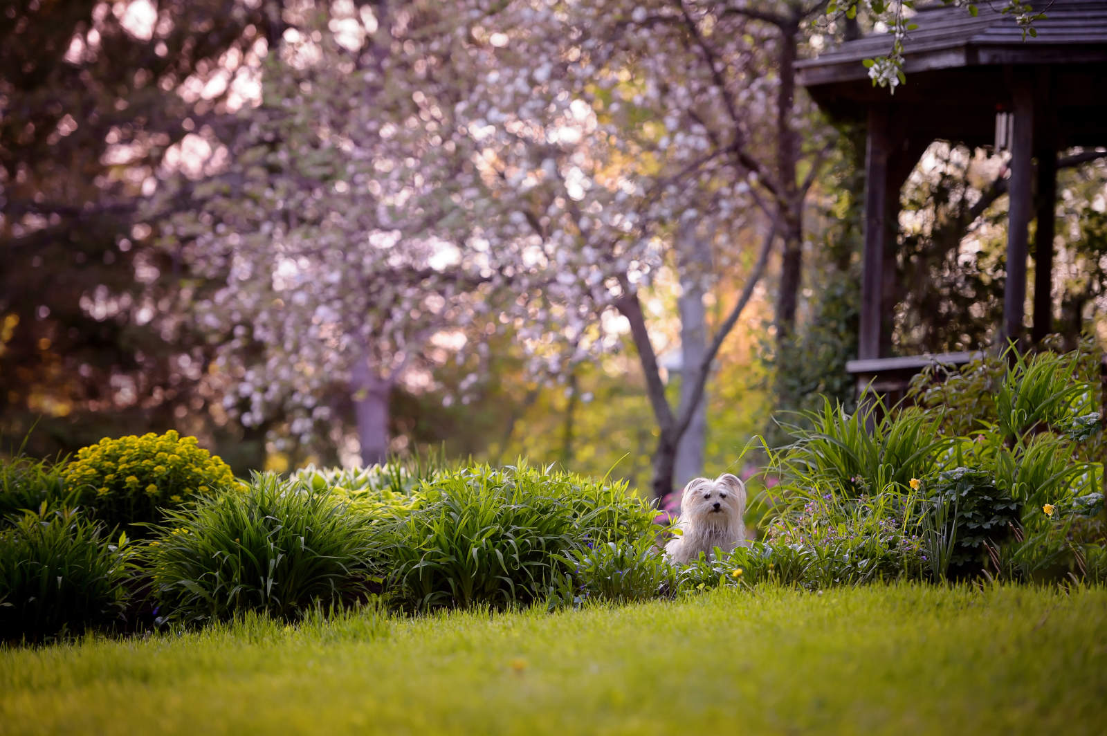 Spring Blossom Mini Sessions · elizabeth&jane photography
