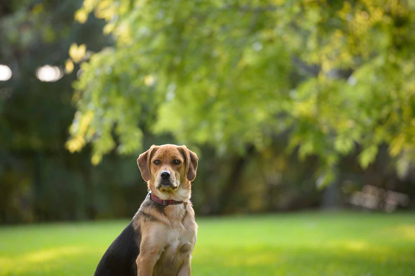 Reese’s dog photos at Lemieux Island · elizabeth&jane photography