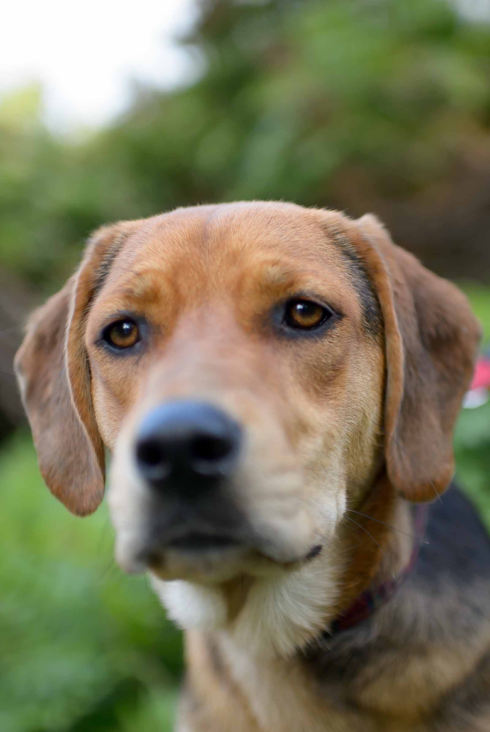 Reese’s dog photos at Lemieux Island · elizabeth&jane photography