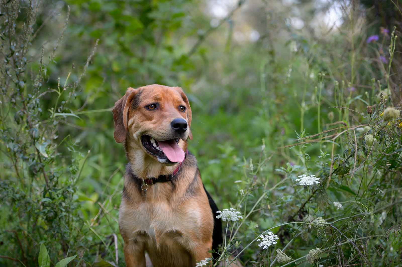 Reese’s dog photos at Lemieux Island · elizabeth&jane photography