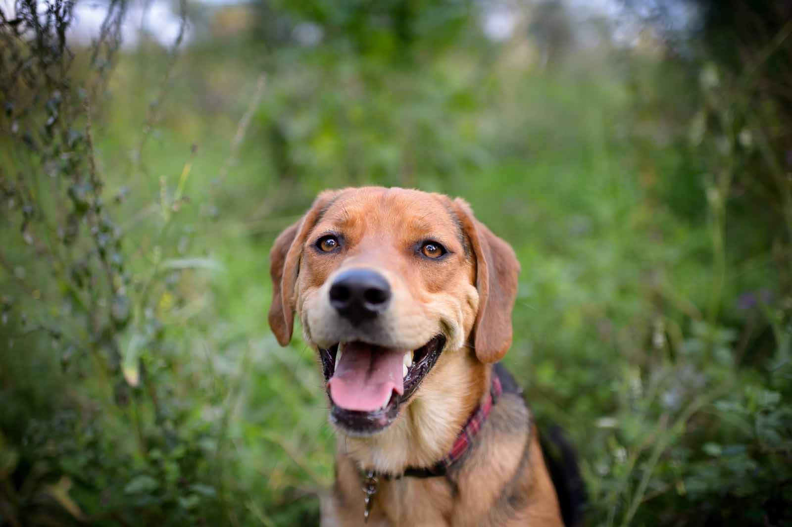 Reese’s dog photos at Lemieux Island · elizabeth&jane photography