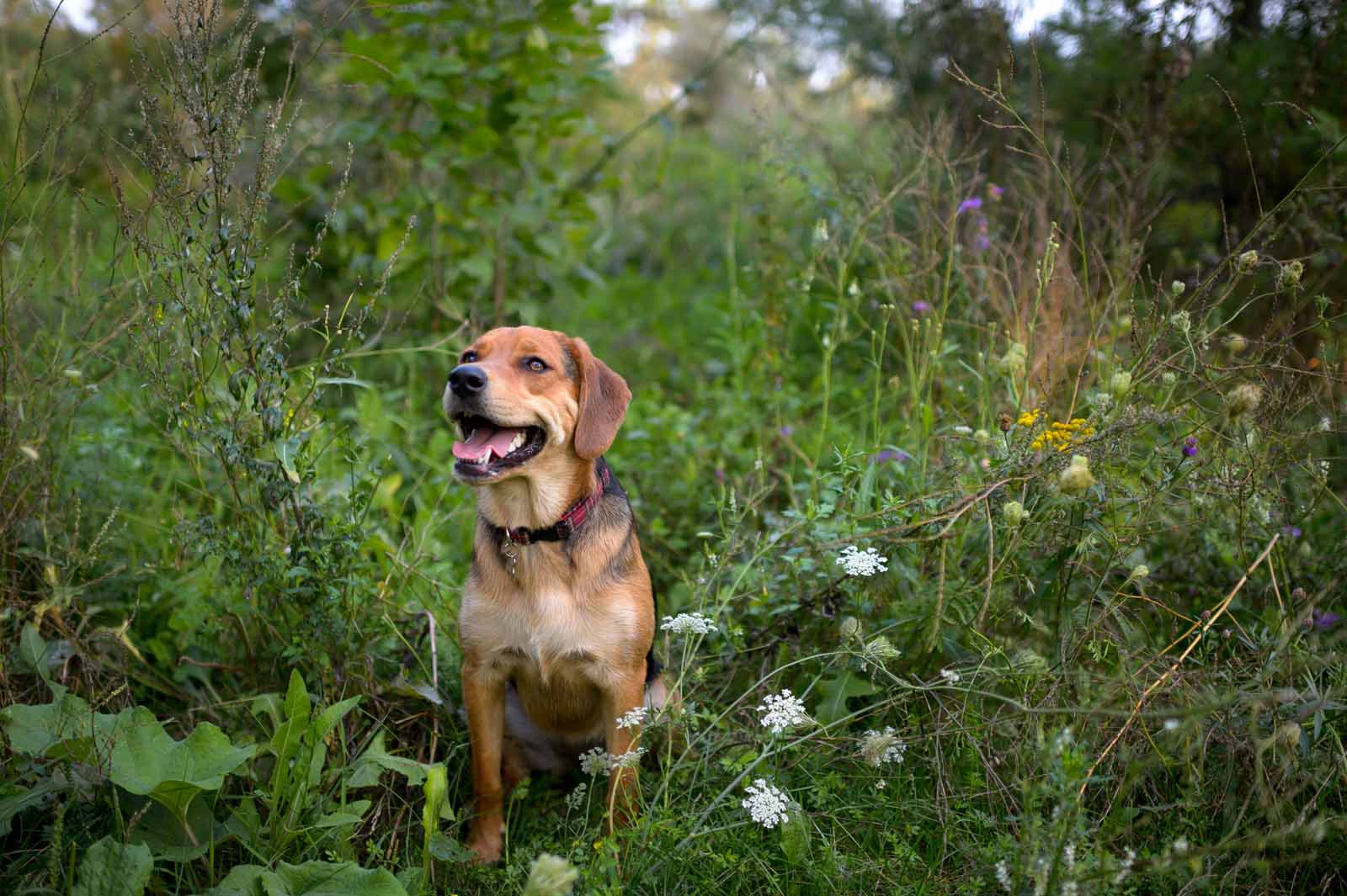 Reese’s dog photos at Lemieux Island · elizabeth&jane photography