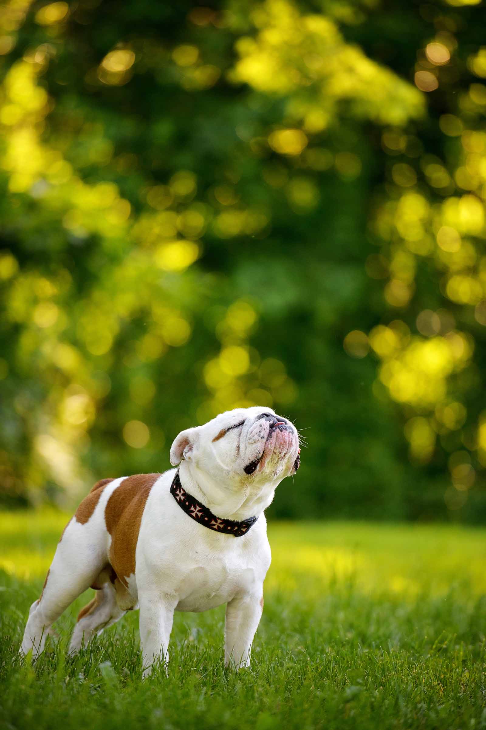 Ottawa Dog & Pet Photography · elizabeth&jane photography