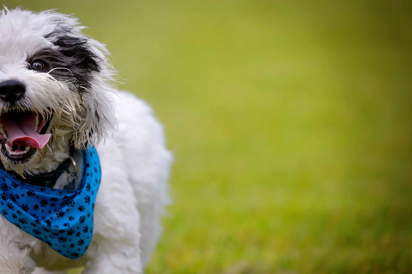 Ottawa Dog & Pet Photography · elizabeth&jane photography