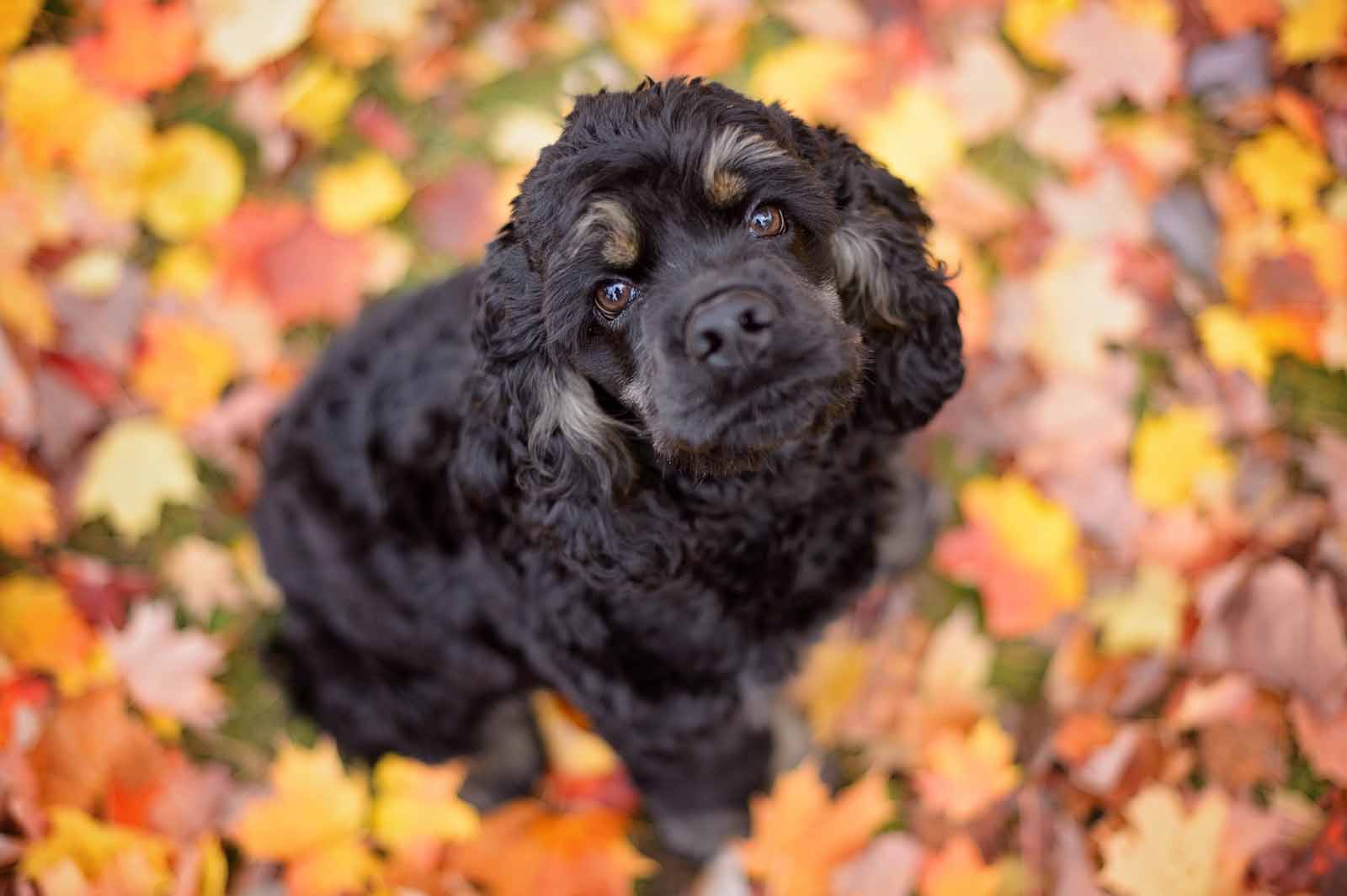 Ottawa Dog & Pet Photography · elizabeth&jane photography