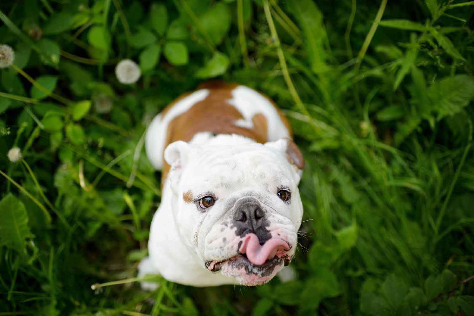 Ottawa Dog & Pet Photography · elizabeth&jane photography