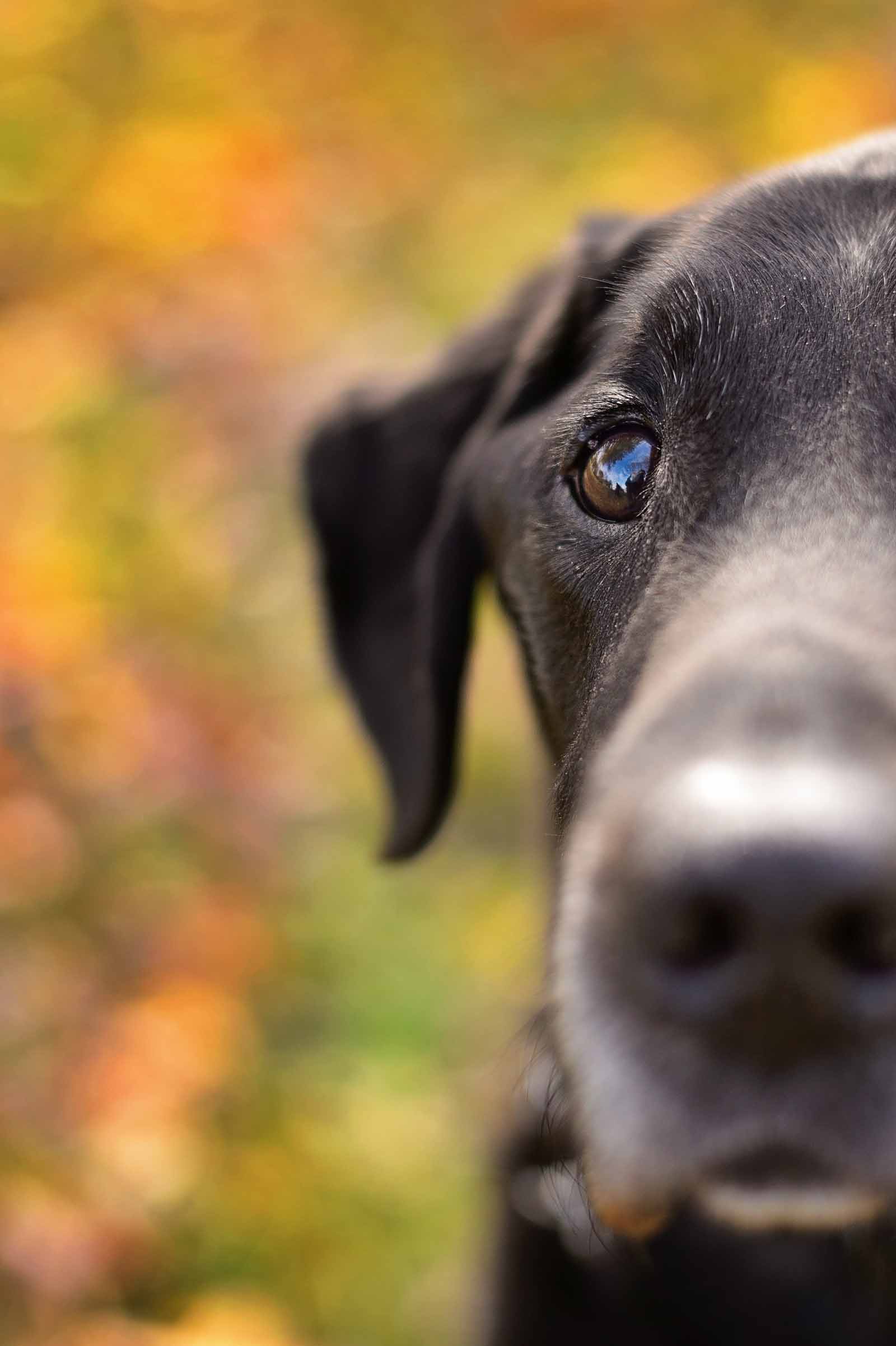 Ottawa Dog & Pet Photography · elizabeth&jane photography